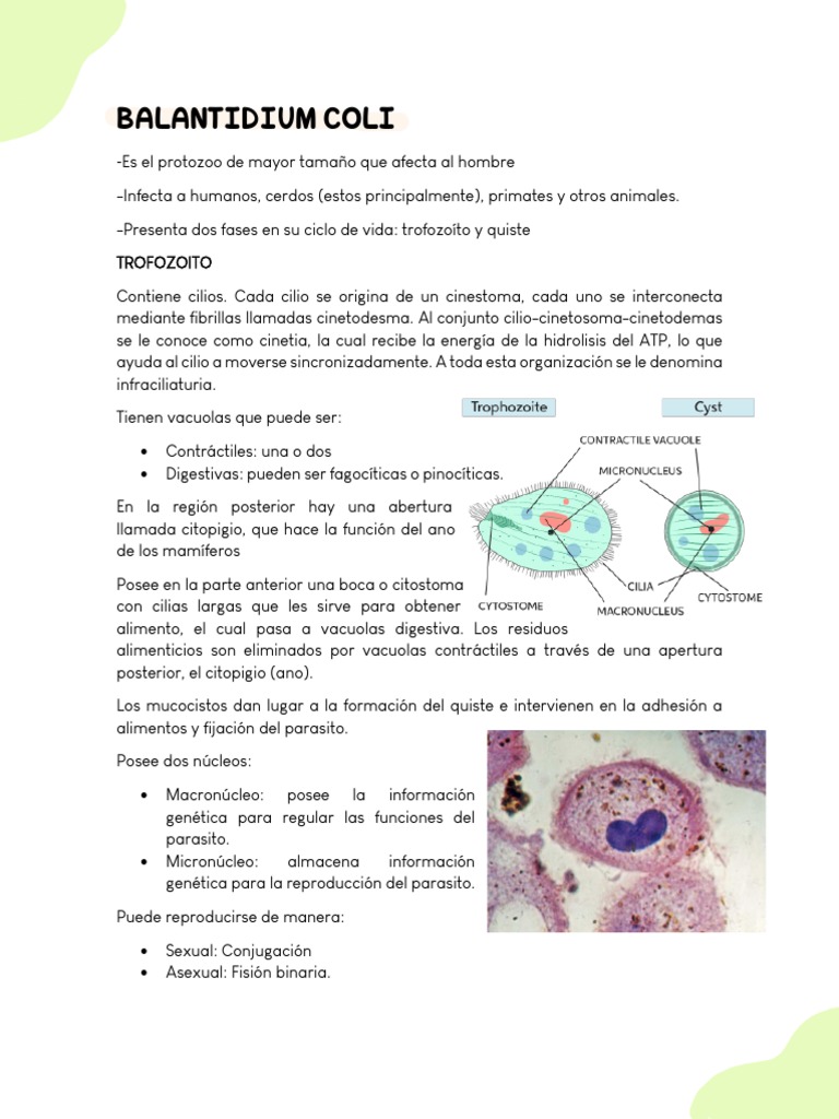 Ciclo de vida de Balantidium coli | PDF | Especialidades Medicas ...