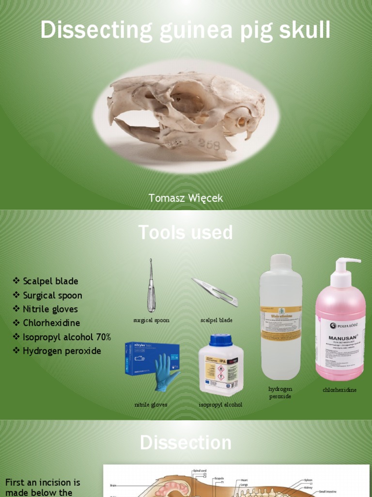 Guinea Pig Skull Dissection Guide | PDF | Wellness