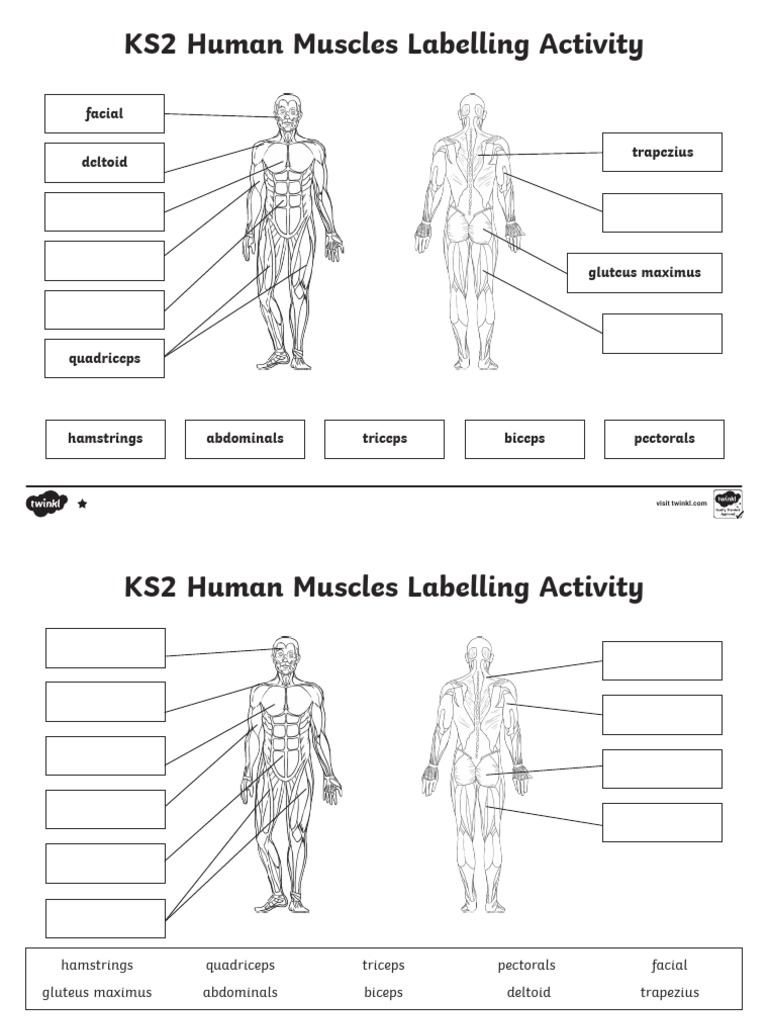 Human Muscles KS2 Labelling Activity | PDF