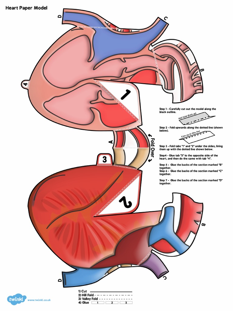 3D Human Heart Cross-Section Model Papercraft Activity | PDF