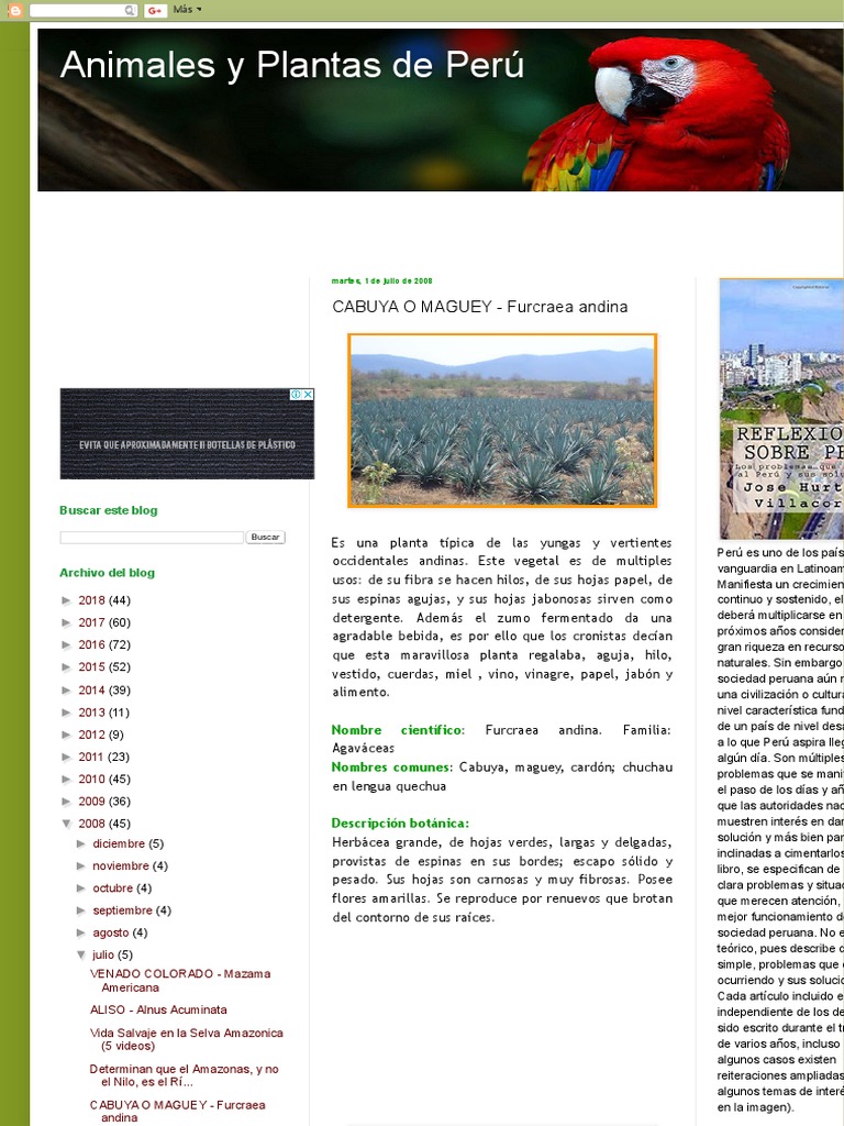 Cabuya o Maguey: Usos y Características | PDF | Perú