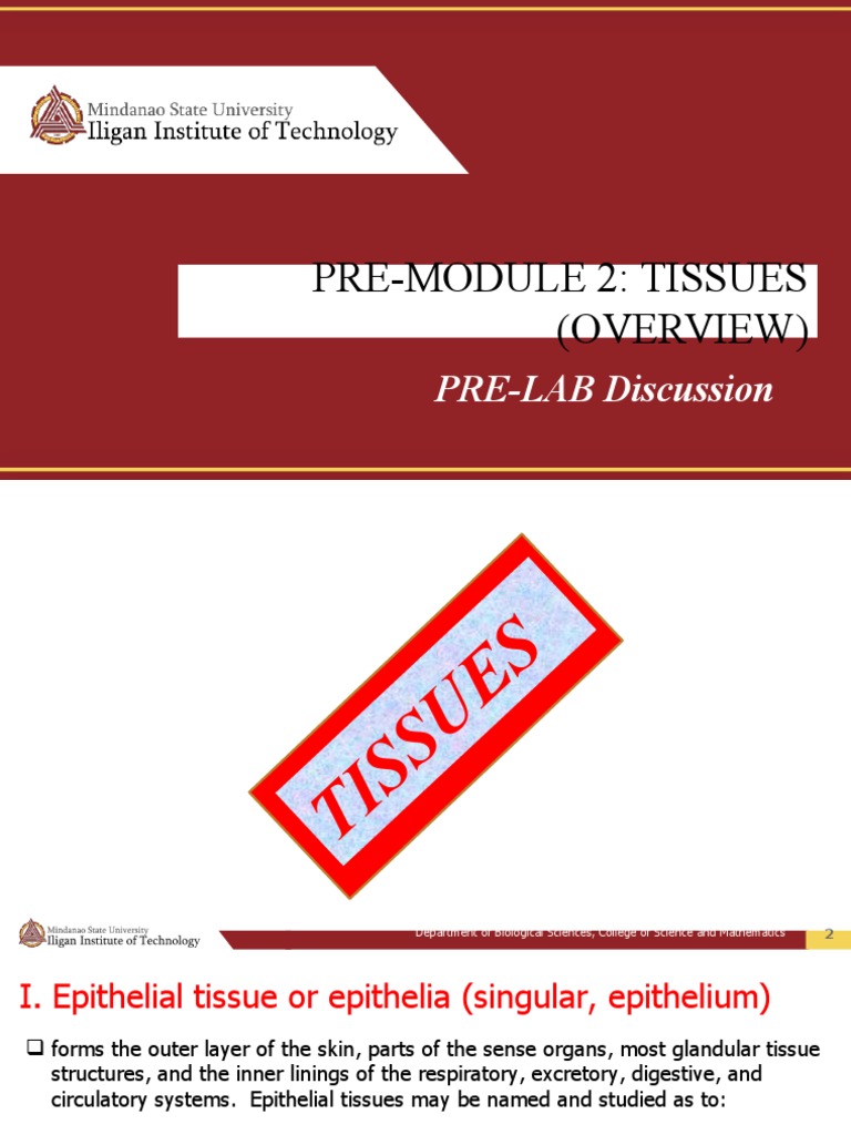 Pre Lab Discussion Tissues Overview | PDF | Epithelium | Tissue (Biology)