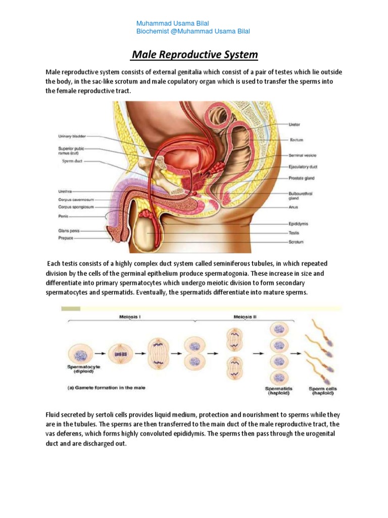 Maleand Female Reproductive System @muhammad Usama Bilal | PDF ... Maleand Female Reproductive System @muhammad Usama Bilal | PDF ...