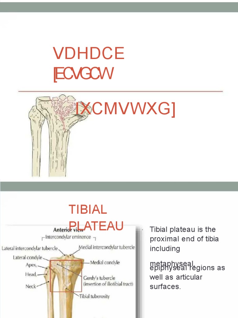 Anatomy, Mechanisms, Classification and Treatment Approaches for Tibial ...