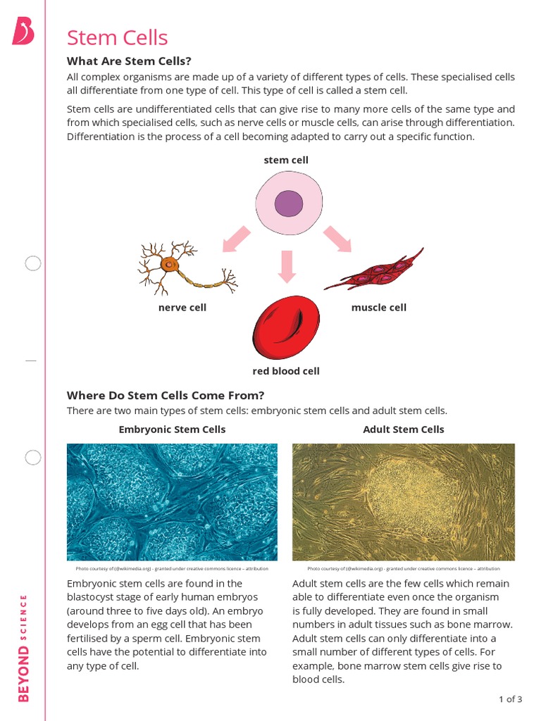 Stem Cells Reading Comprehension | PDF | Stem Cell | Embryonic Stem Cell