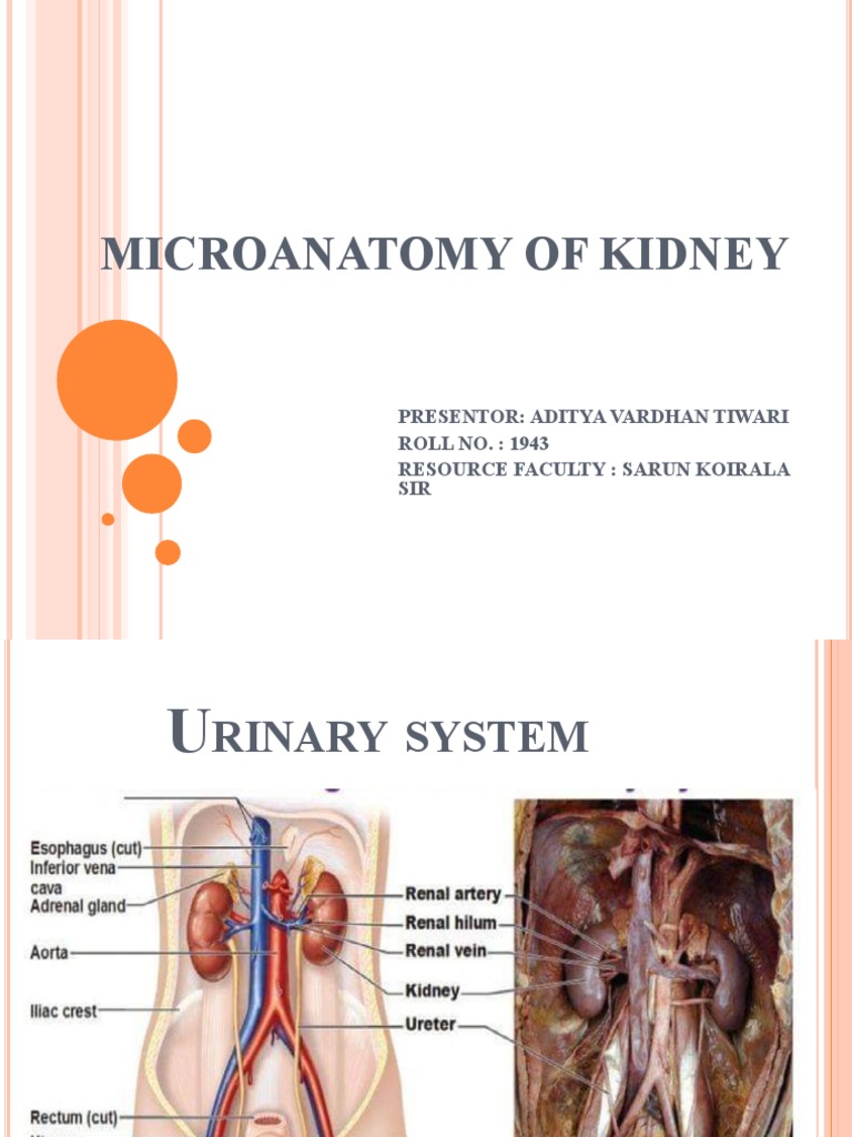Microanatomy of Kidney-1 | PDF | Kidney | Organ (Anatomy)