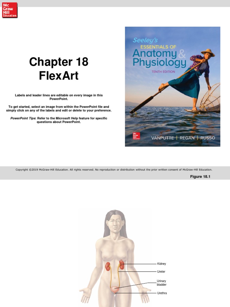 Chapter 18 Urinary System | PDF | Kidney | Organ (Anatomy)