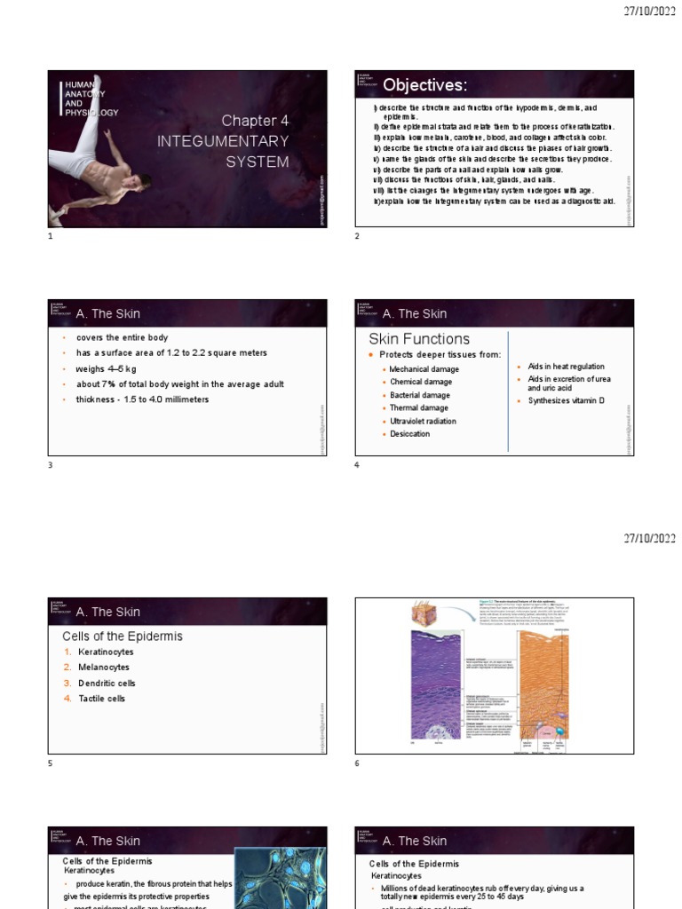 Lesson 6 Integumentary System | PDF | Epidermis | Skin