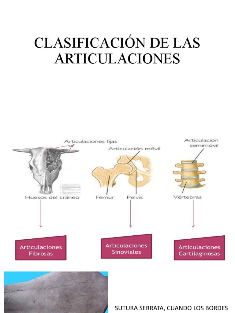 Clasificación de Las Articulaciones1 | PDF | Articulación | Sistema musculoesquelético