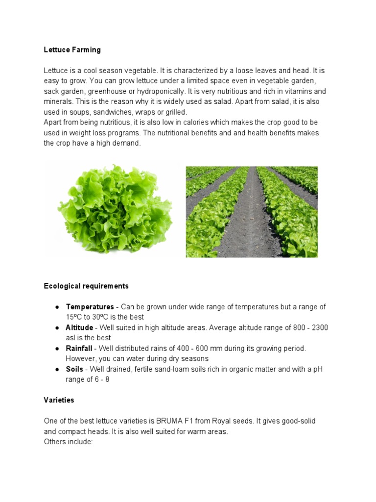 Lettuce Farming | PDF | Lettuce | Pest (Organism)