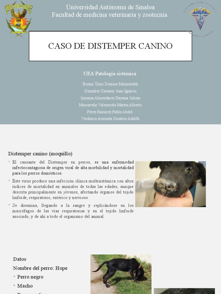 Caso Clínico de Distemper Canino | PDF | Inmunología | Microbiología