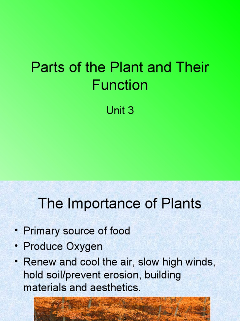 Parts of The Plant PPT Presentation | PDF | Leaf | Flowers