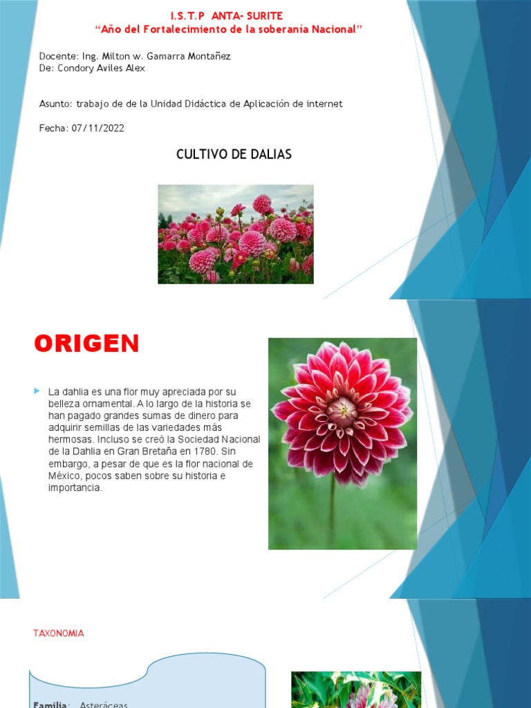 Cultivo y características de dalias | PDF | Plantas | Botánica