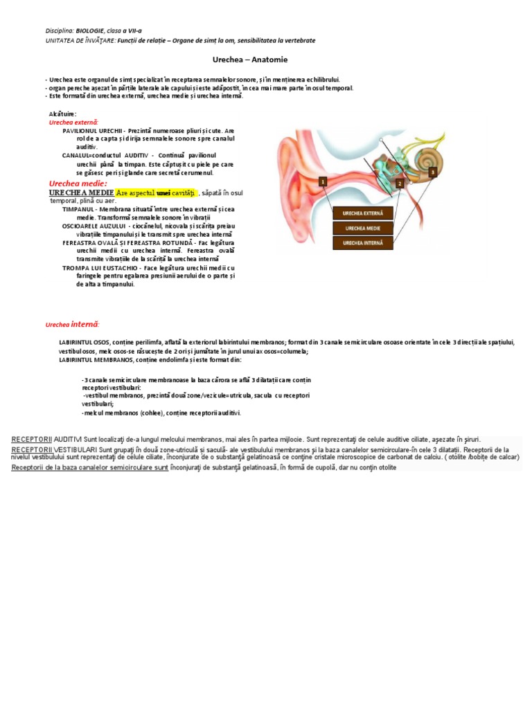 Urechea Anatomie | PDF
