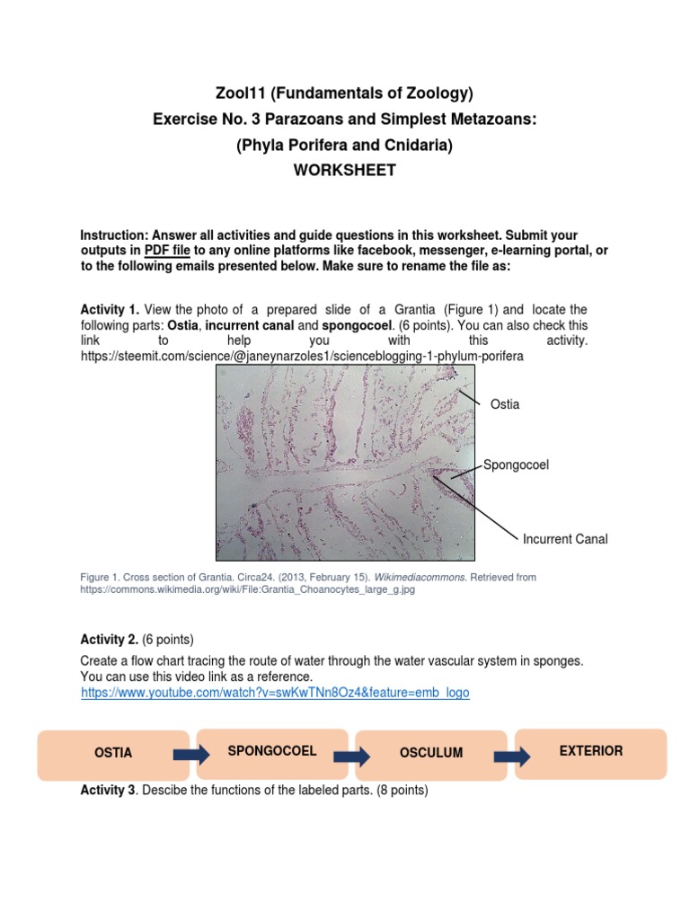 E290 Zool11 LaboratoryExerciseNo.3 | PDF | Sponge | Venomous Animals