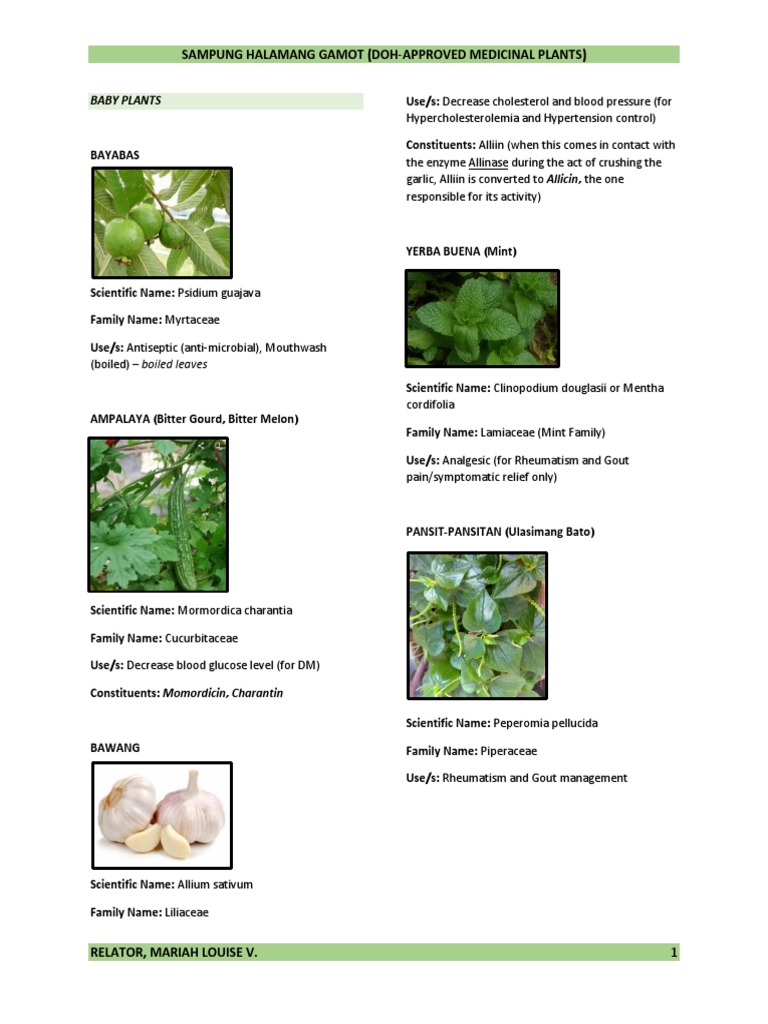 Sampung Halamang Gamot | PDF | Plants | Botany