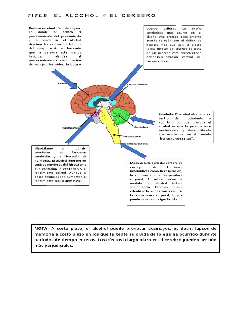 Alcohol and The Brain | PDF | Cerebro | Hipotálamo