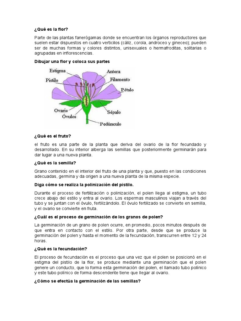 Investigacion Sobre La Flor | PDF | Flores | Plantas