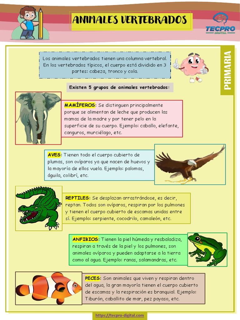 5 Grupos Principales Animales Vertebrados | PDF