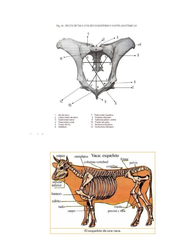 Pelvis Bovino | PDF