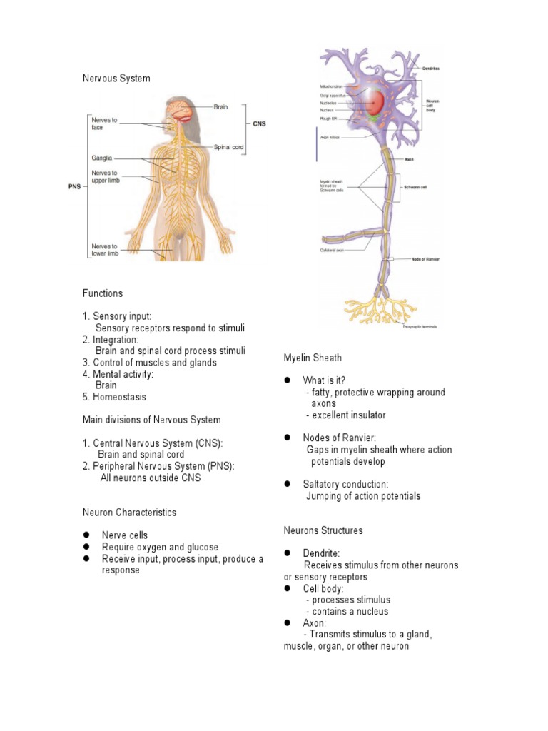 Overview of Nervous System Functions | PDF | Spinal Cord | Central ...