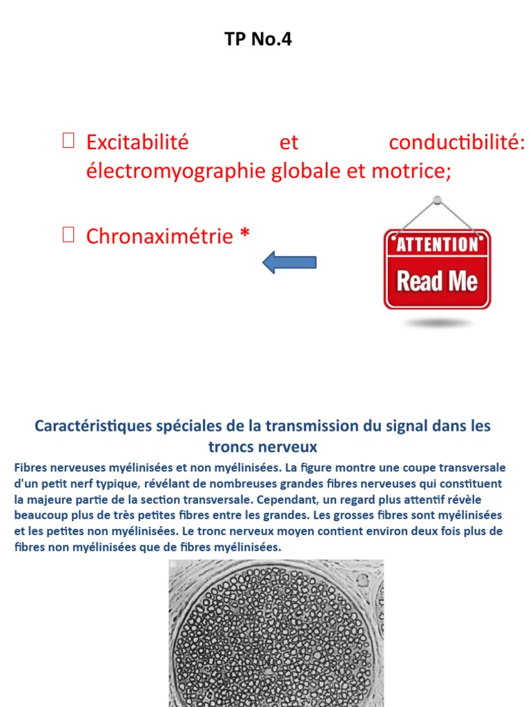 TP 4a 2 | PDF | Myéline | Électromyogramme