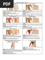 Músculos de la Región Posterior del Tronco | PDF | La columna vertebral ...