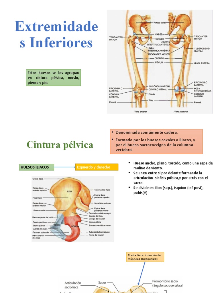 Extremidades Inferiores | PDF | Hueso | Anatomía