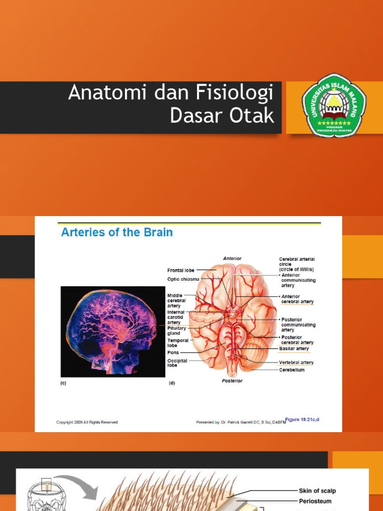 Anatomi Dan Fisiologi Dasar Otak Pdf 