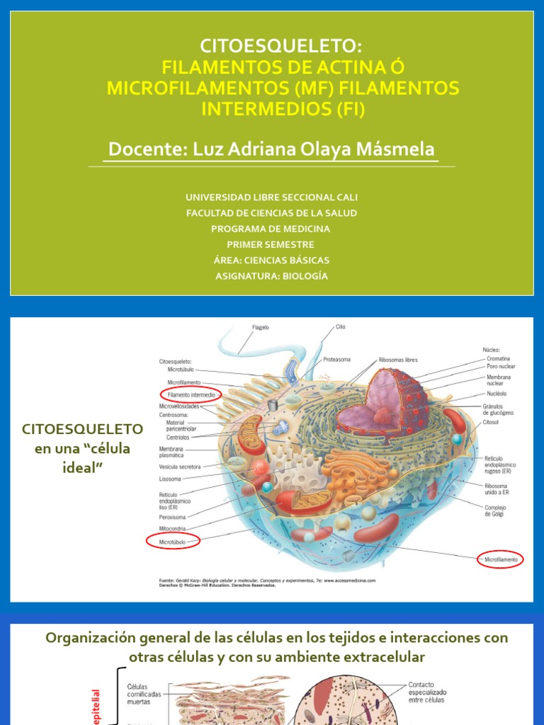 Citoequeleto 1 | PDF | Actina | Citoesqueleto