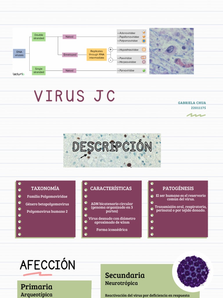 Exposición Virus JC | PDF | Virus | Sistema inmune