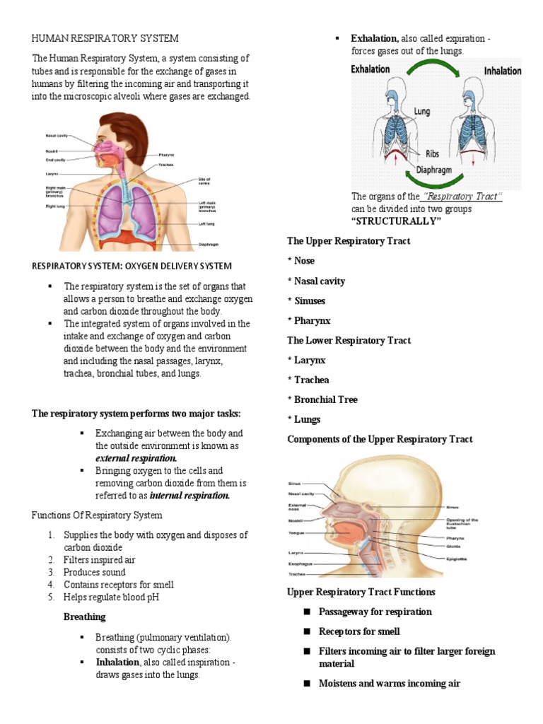Human Respiratory System | Download Free PDF | Respiratory Tract | Lung