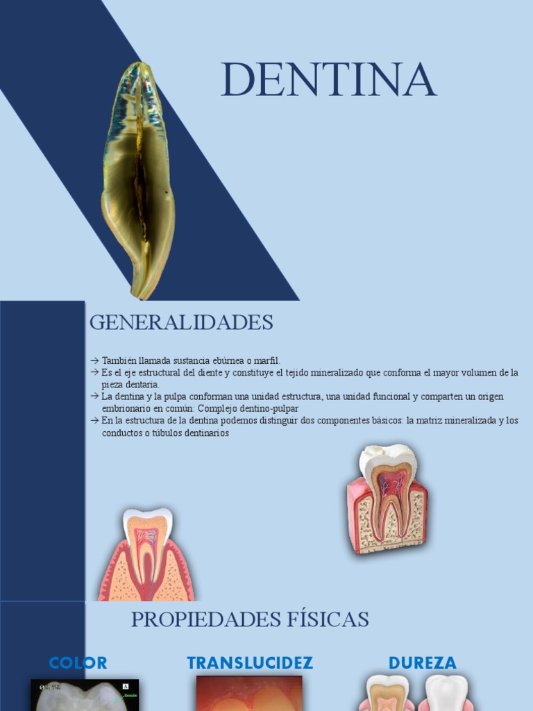 La estructura y formación de la dentina | PDF | Dentina | La matriz extracelular