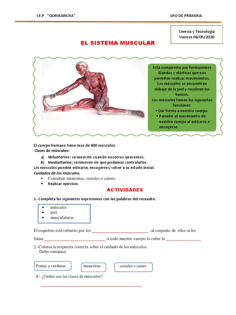 Actividades del Sistema Muscular para Niños | PDF | Músculo esquelético ...