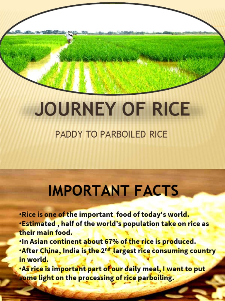 Journey of Rice: Paddy To Parboiled Rice | PDF | Rice | Staple Foods