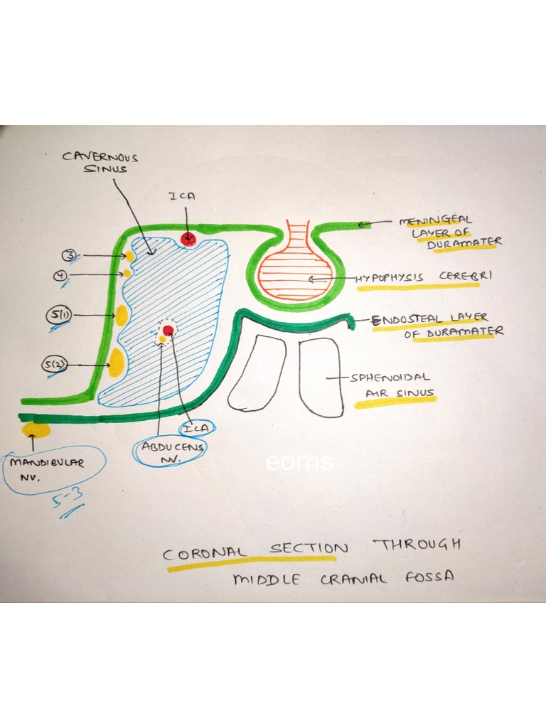 Cavernous Sinus | PDF
