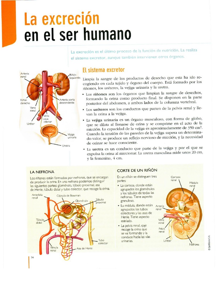 La Excreción en El Ser Humano 2 | PDF | Riñón | Sistema urinario