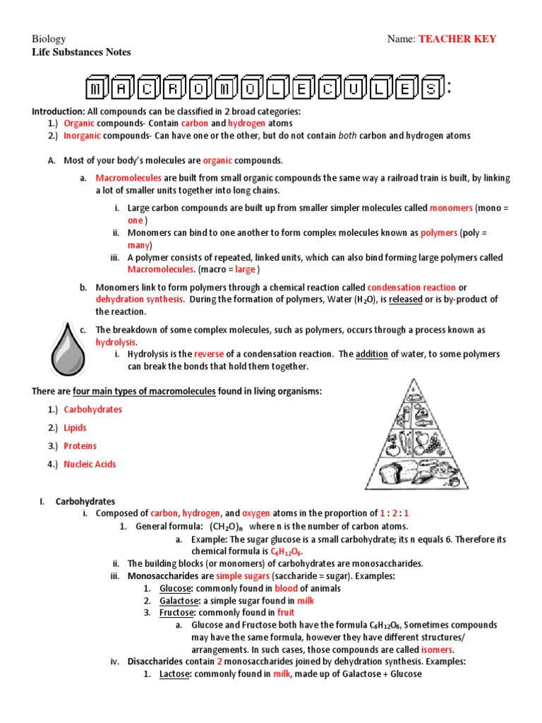 Building Macromolecules - Teacher Notes and Review Questions Answer Key ...