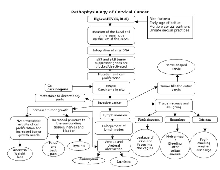 Pathophysiology Of Cervical Cancer
