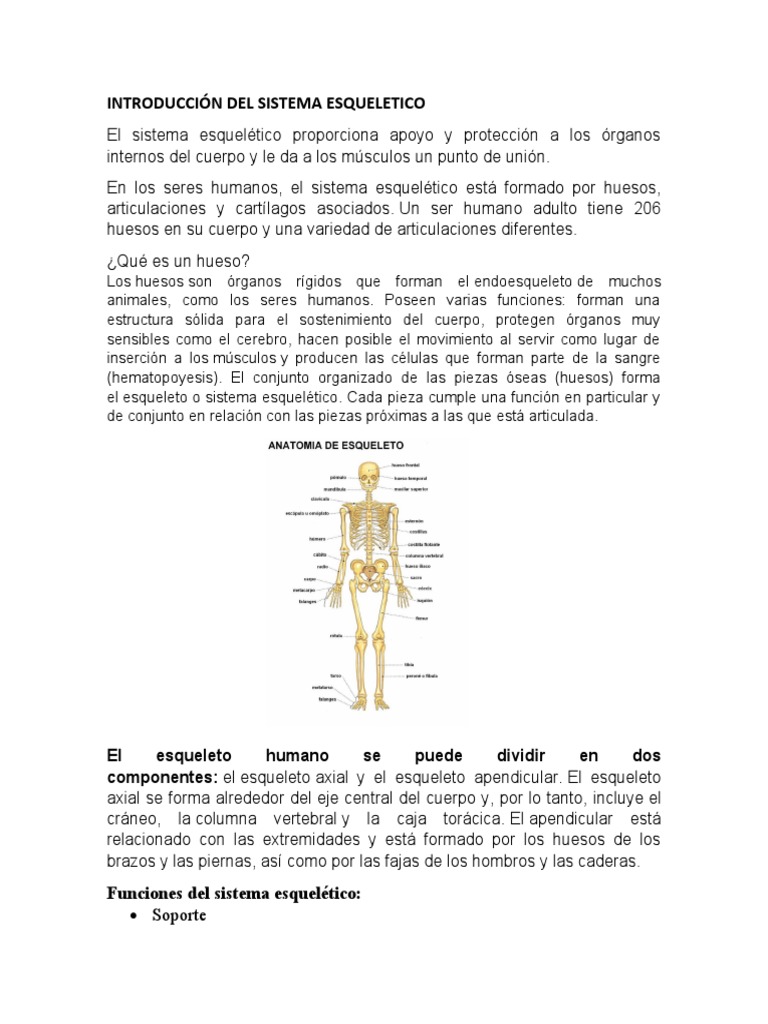 Introducción Del Sistema Esqueletico | PDF | Articulación | Esqueleto
