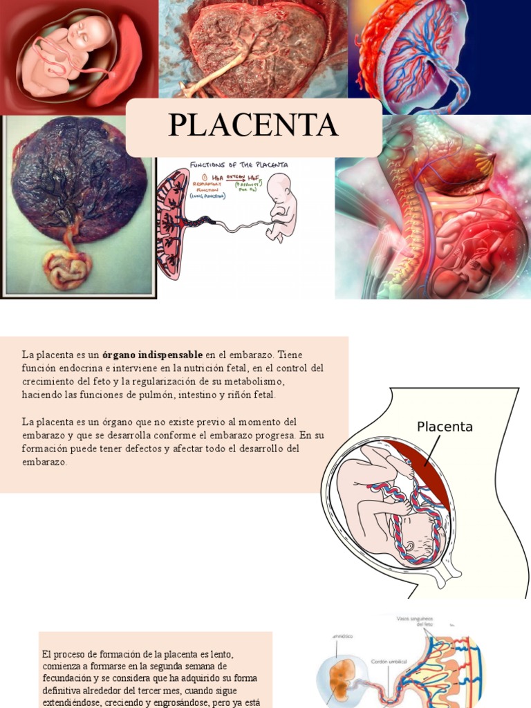 Placenta y Liquido Amnotico | PDF | El embarazo | Placenta