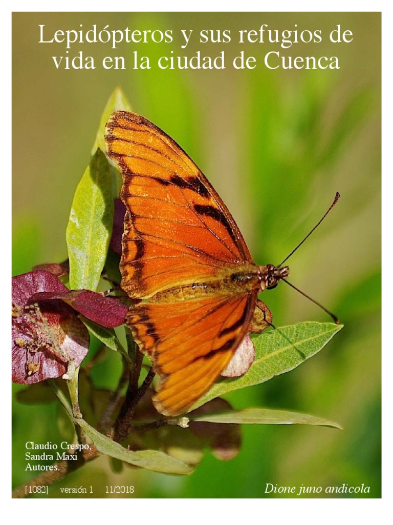 1082 Ecuador Lepidoptera of Cuenca | Descargar gratis PDF | Lepidópteros | Mariposa