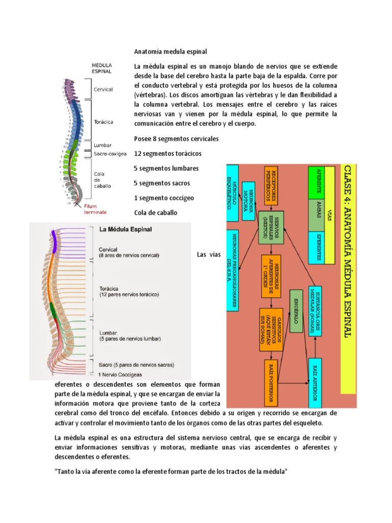 Anatomía y funciones de la médula espinal | PDF | Médula espinal | Cerebro