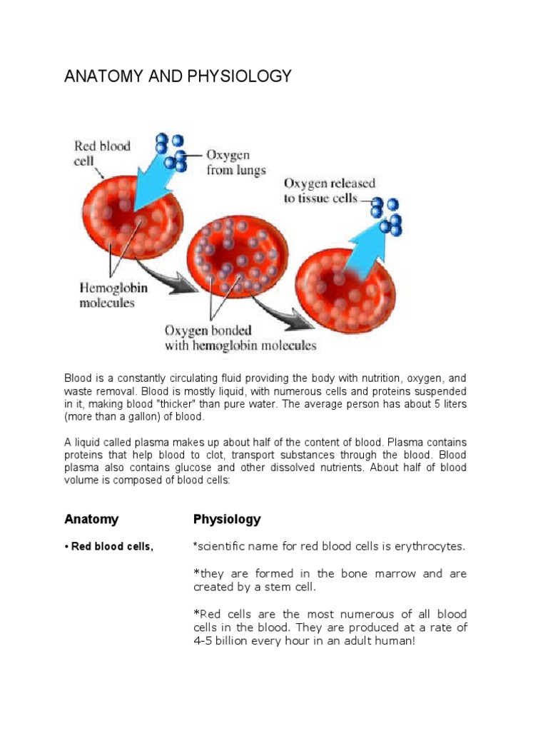 Anatomy-and-Pathophysiology-of-Anemia LEVEL 2 | PDF | White Blood Cell ...