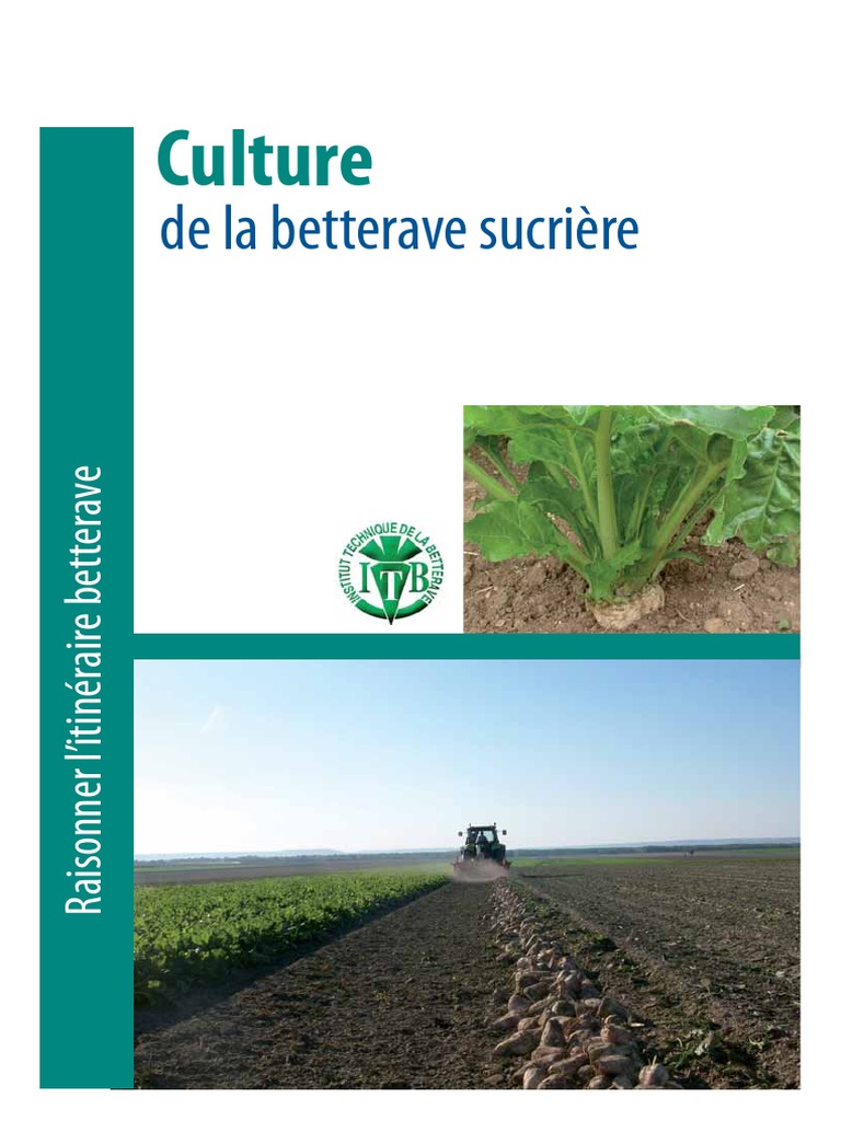 La Culture de La Betterave Sucrière | PDF | Betterave sucrière | Maïs