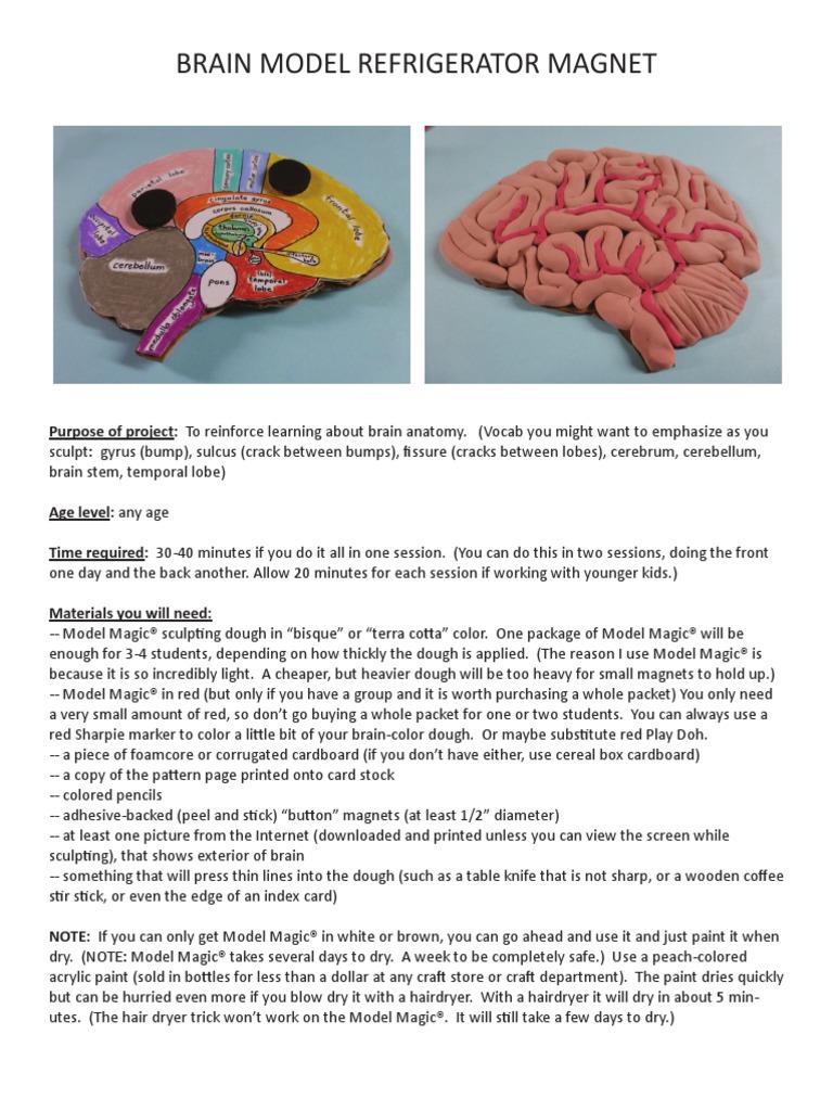 Brain Model Frig Magnet Project | PDF