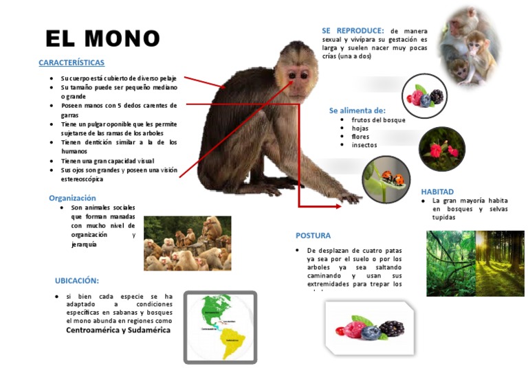 Características del Mono para Niños | PDF | Ciencia y matemáticas