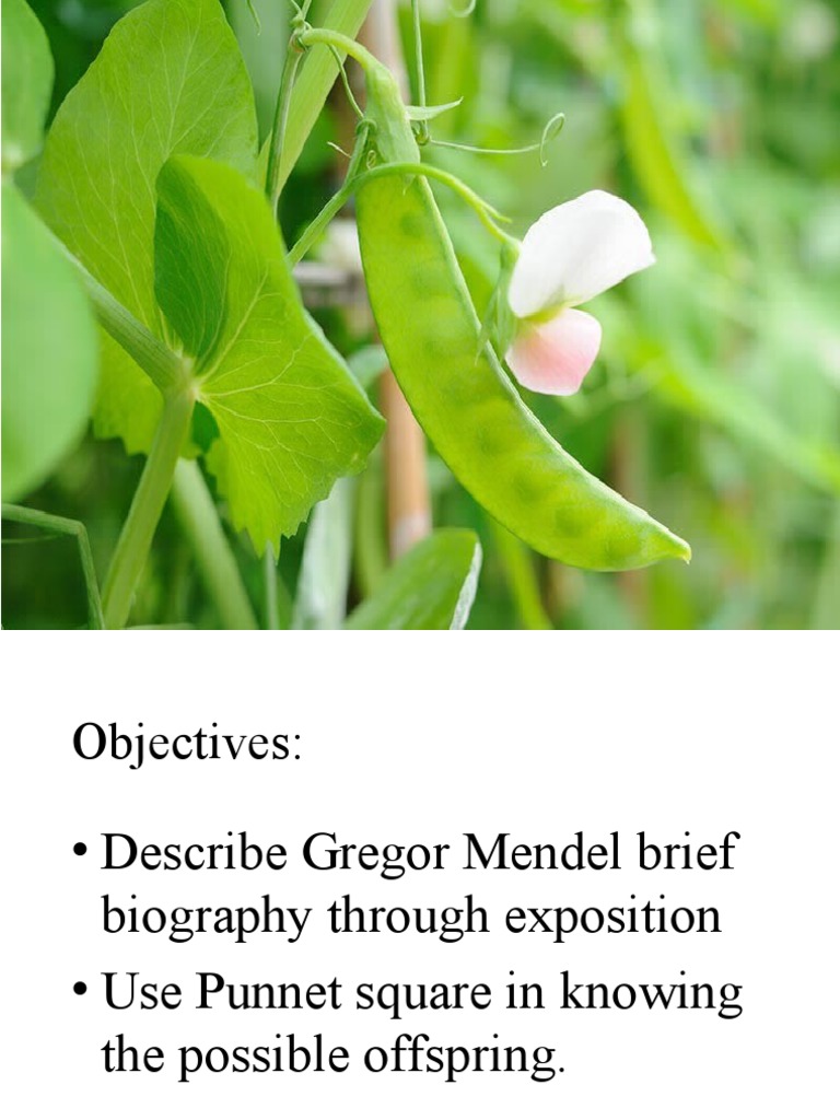 Mendelian Genetics Download Free Pdf Dominance Genetics Zygosity