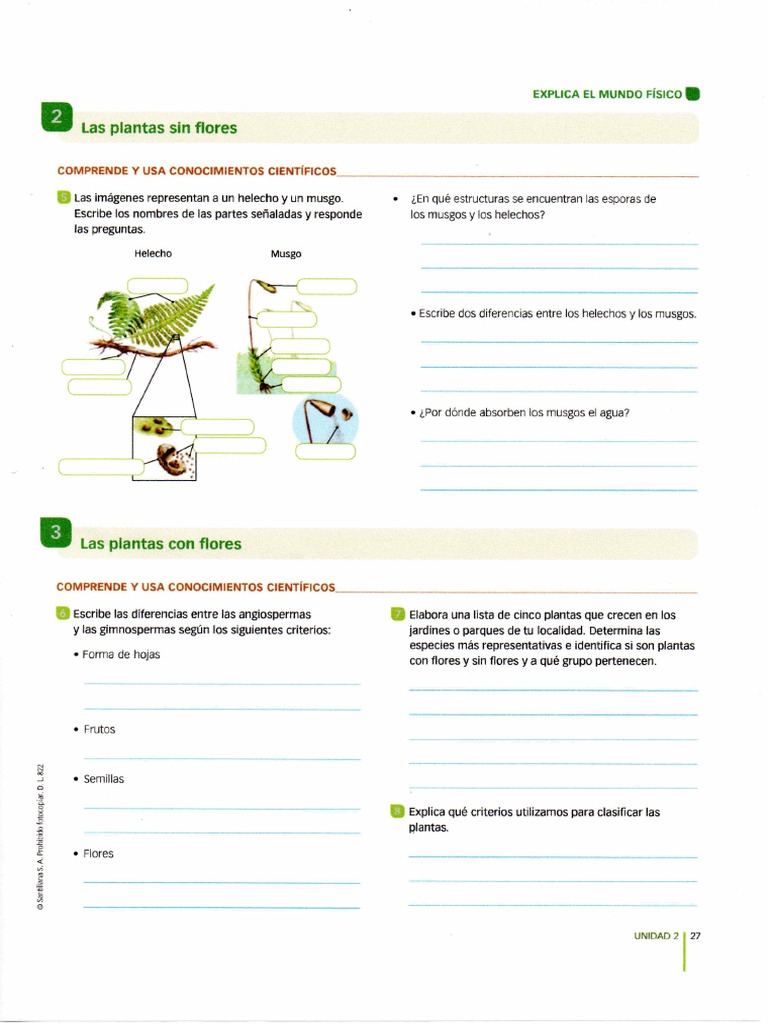 Ficha 2 Reino Plantae | PDF