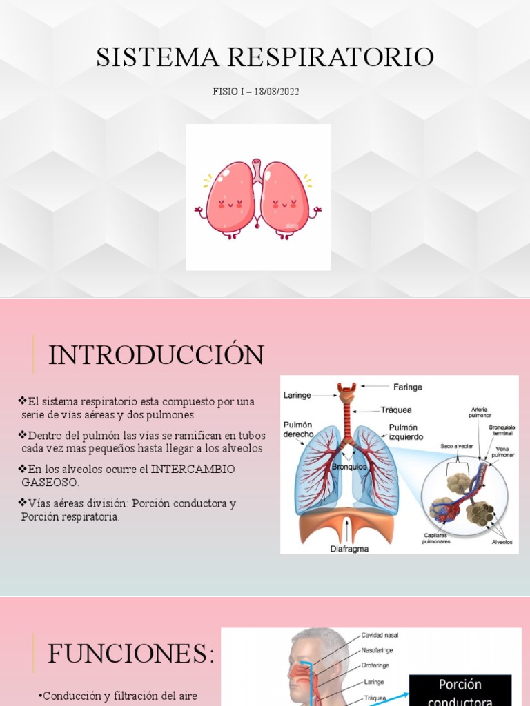 Sistema Respiratorio Power | Descargar gratis PDF | Pulmón | Sistema respiratorio